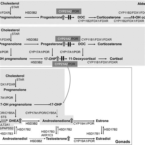 Steroidogenesis In 21 Hydroxylase Deficiency Doc Deoxycorticosterone