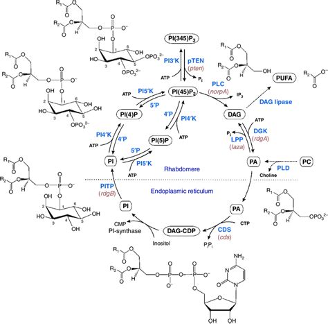 Phosphoinositide Cycle Pip 2 Is Hydrolyzed By Plc Norpa Gene Download Scientific Diagram