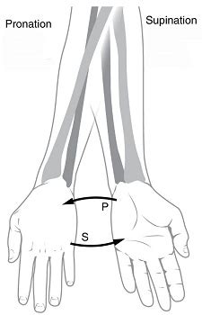 Supinator Muscle Innervation Origin And Insertion