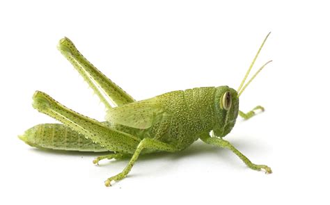 About Obscure Bird Grasshopper Maryland Biodiversity Project