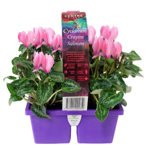 Cyclamen Crayon Salmon Centrepiece 4 Cell The Garden Feast