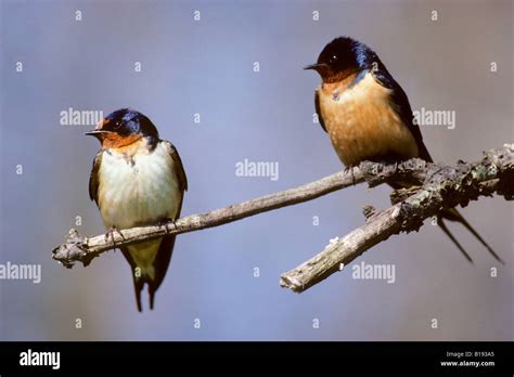 Male And Female Barn Swallows Hirundo Rustica Perching Near Their