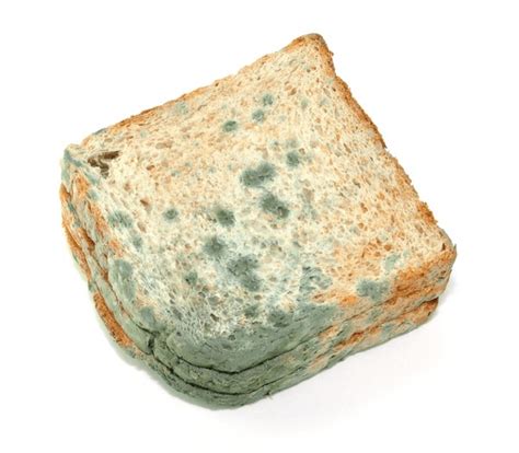 Types Of Bread Mold