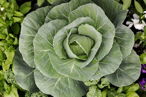 Green Cabbage Plant