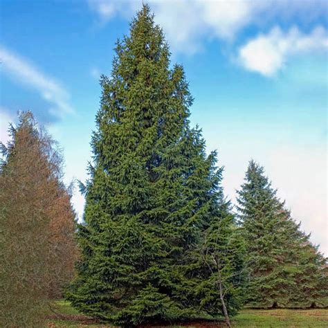 Norway Spruce Tree Conifer Trees For Sale Spring Hill Spring Hill