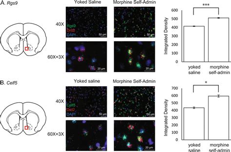 Fluorescence In Situ Hybridization Rnascope Was Used To Validate The