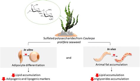 绿海藻caulerpa Prolifera中的硫酸多糖抑制脂肪积累journal Of Applied Phycology X Mol