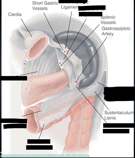 Diagram Of Exam 4 Peritoneum Label Ligaments Part 5 Quizlet