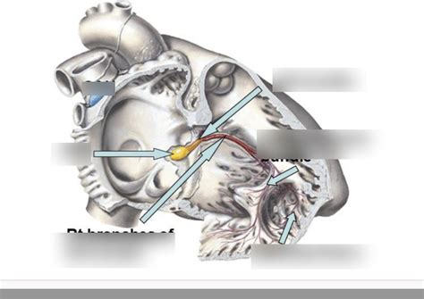 Conduction Of The Heart Diagram Diagram Quizlet