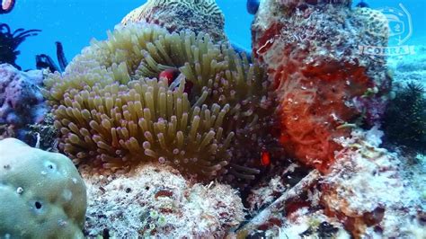 파밀라칸발리카삭 투어영상 스쿠버다이빙scubadiving코브라다이브 Philippines Scuba Diving