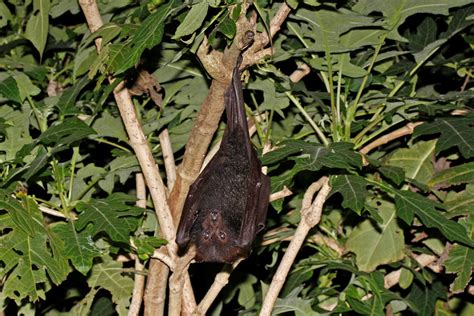 Black Flying Fox Pteropus Alecto Ausemade