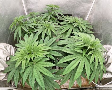 Three Ways To Kill A Stacked Worm Farm Skunk Global