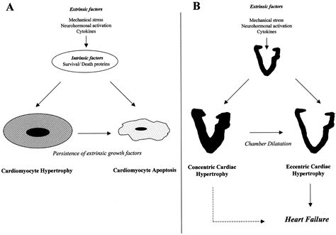 Cardiomyocyte Apoptotic Cell Death In Arterial Hypertension Hypertension