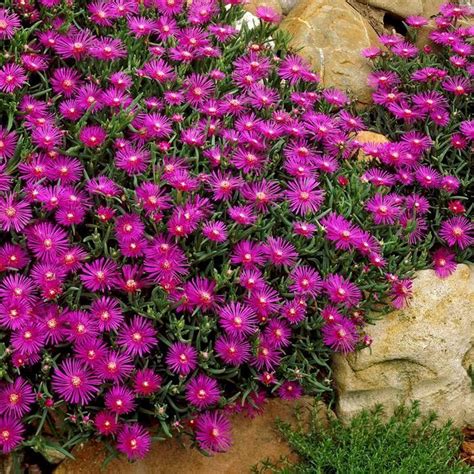 Delosperma Cooperi 9cm Compre Barato En Plantazones