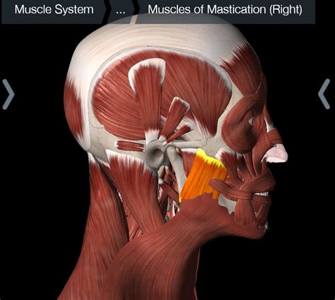 Muscles Of Mastication Diagram Quizlet