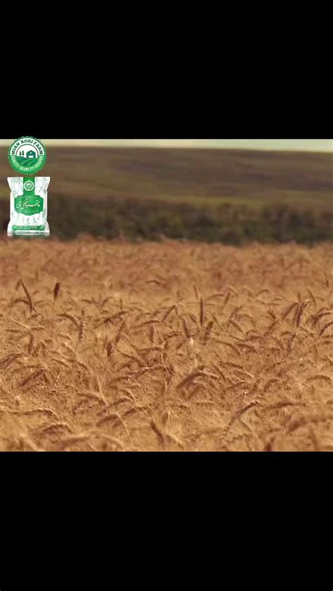 Pathar Chakki Atta 100 Pure Stone Mill Flour Wheat Flour Gandum Ka Atta 5kg Darazpk