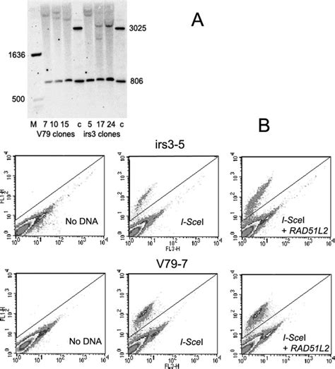Copy Number And Recombination Frequency Gfp Fluorescence Data