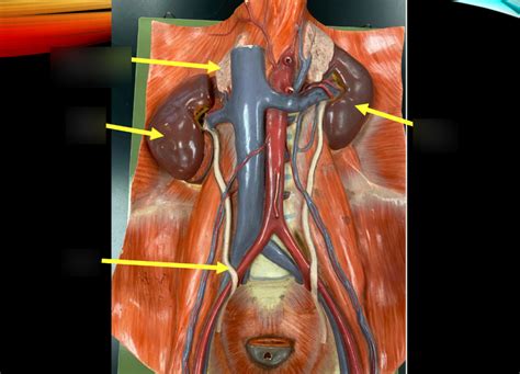 Urinary System Model Diagram Quizlet Urinary System Model Diagram Quizlet