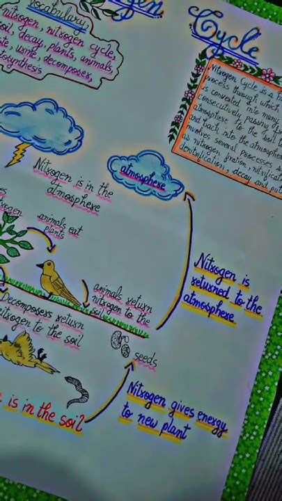 Nitrogen Cycle Digram For School Projects 🎨 Nitrogencycle Digram Artfulartist Youtube