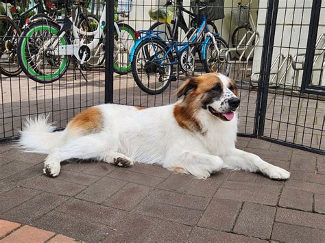 한국 고유의 토종개 바둑이 다시 태어나다 네이버 블로그