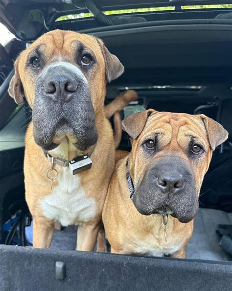 15 Cute And Loving Shar Pei Mixes To Swoon Over