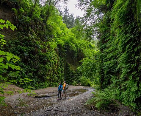 10 Best Hikes In The Redwoods The Tallest Living Things To Ever Exist