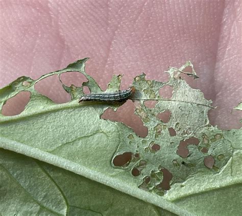 Insect Egg Rwhatsthisbug