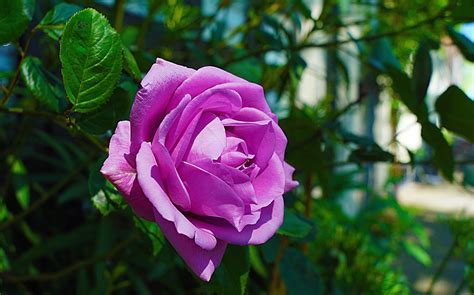 Rose Blume Lila Kostenloses Foto Auf Pixabay Pixabay