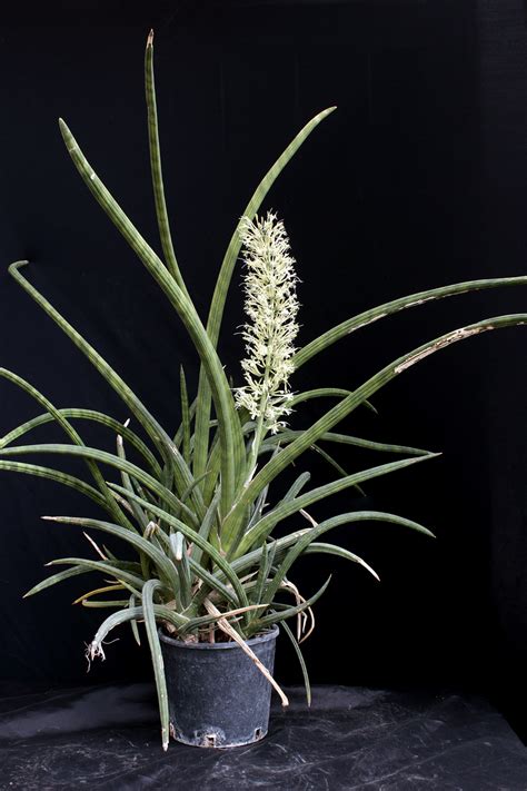 S ‘es 22507 Babati International Sansevieria Society