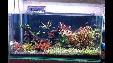 Small Aquascaping Attempt Youtube