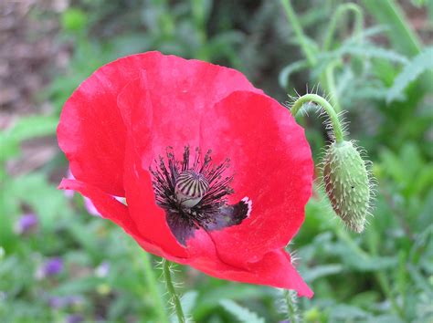 Remembrance Day Poppy Flower Red War Free Image From