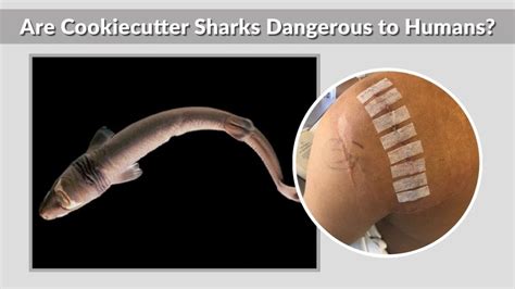 Cookiecutter Shark Facts Habitat And Unique Behavior