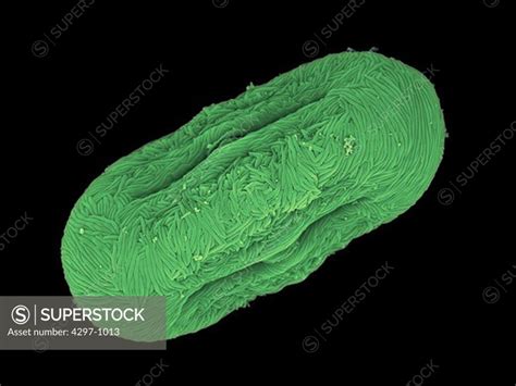 Colorized Scanning Electron Microscope Image Of Dill Pollen The Pollen