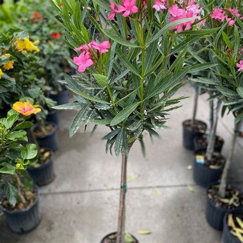 Oleander Standard Tree