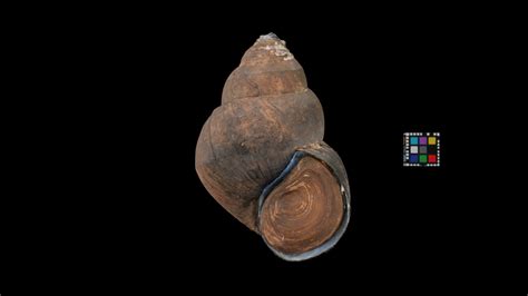 オオタニシ Freshwater Snail Bellamya Japonica Download Free 3d Model By