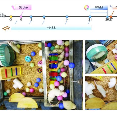 Flow Chart Of The Experimental Protocol And Enrichment Settings A