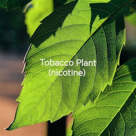 The Science Behind Nicotine And Its Effects On Our Body