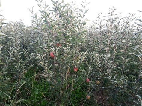 Fidane Te Pemeve Molle Dardhe Kumbull Etj Gjakovë