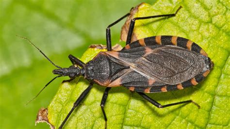 Keep An Eye Out For This Dangerous Bug While Adventuring In Texas