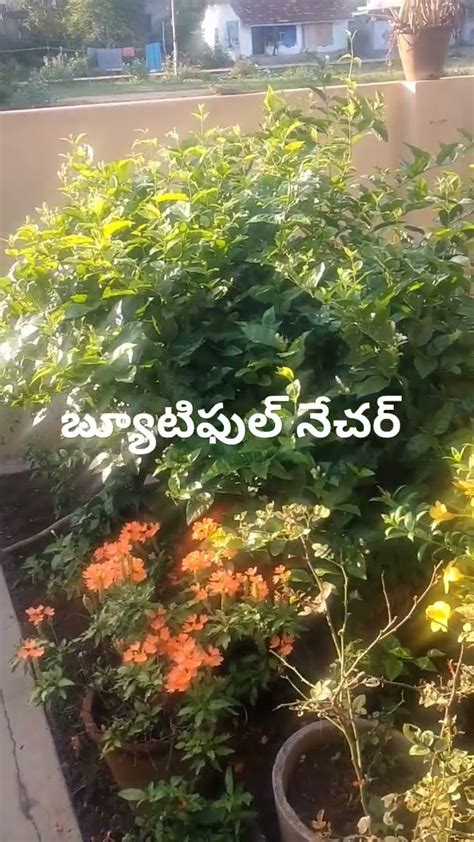 Flowerd Beautifull Shortvideo Trending Viral Nature Youtube