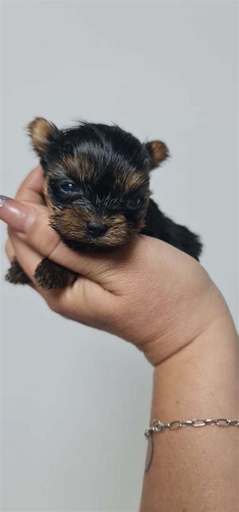 יורקשייר טרייר למכירה בתל אביבי 6000 שח מודעה 106432 כלבים לוח חיות מחמד הומלס