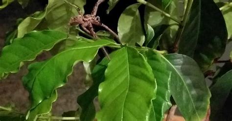 Spiderbro Has Been Relocated From My Bed To My Coffee Plant Outside