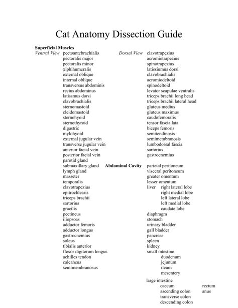 Cat Anatomy Dissection Guide Muscles And Organs