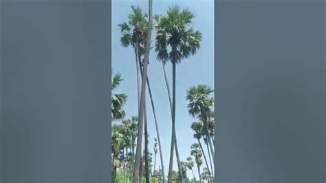 Neja🌈 ️ Khambhat 😍 Youtube