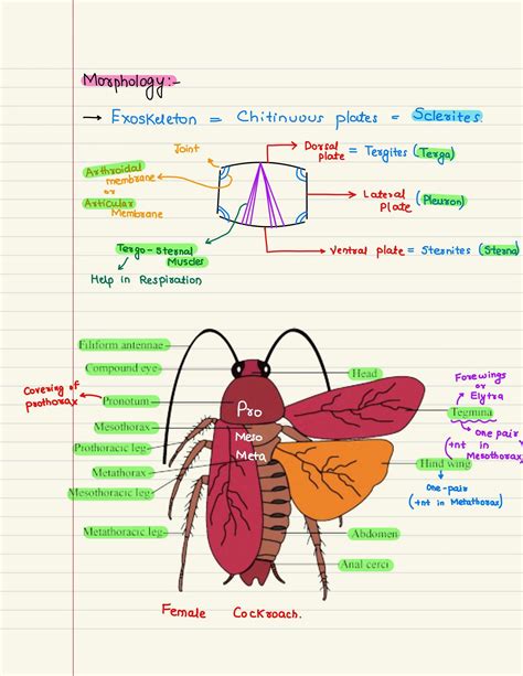 Cockroach Ncert Short Notes Anatomy Physiology Habitat And Behavior