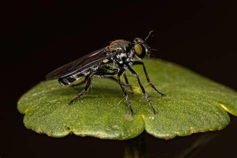 Premium Photo Adult Robber Fly