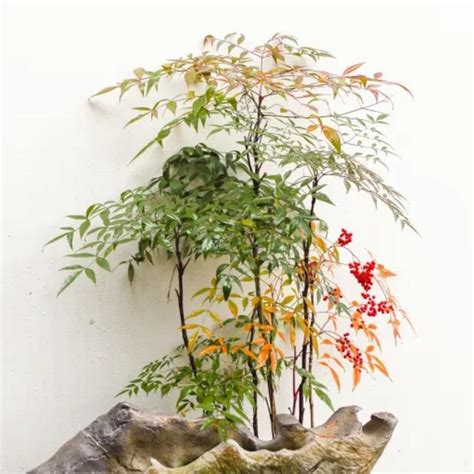 100种观叶植物 No22 南天竹养护攻略 知乎