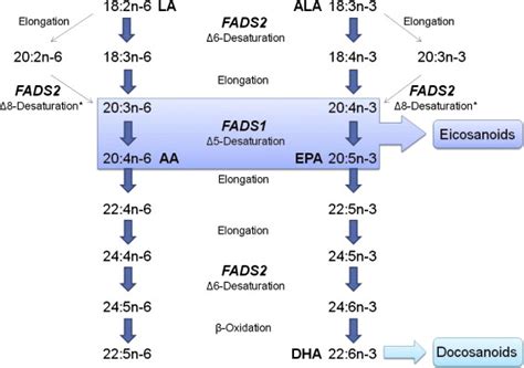 Role Of Fads1 And Fads2 Polymorphisms In Polyunsaturated Fatty Acid