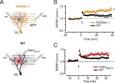 Circuit Specific Control Of The Medial Entorhinal Inputs To The Dentate