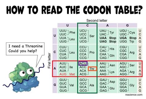 How To Read The Amino Acids Codon Chart Genetic Code And Mrna
